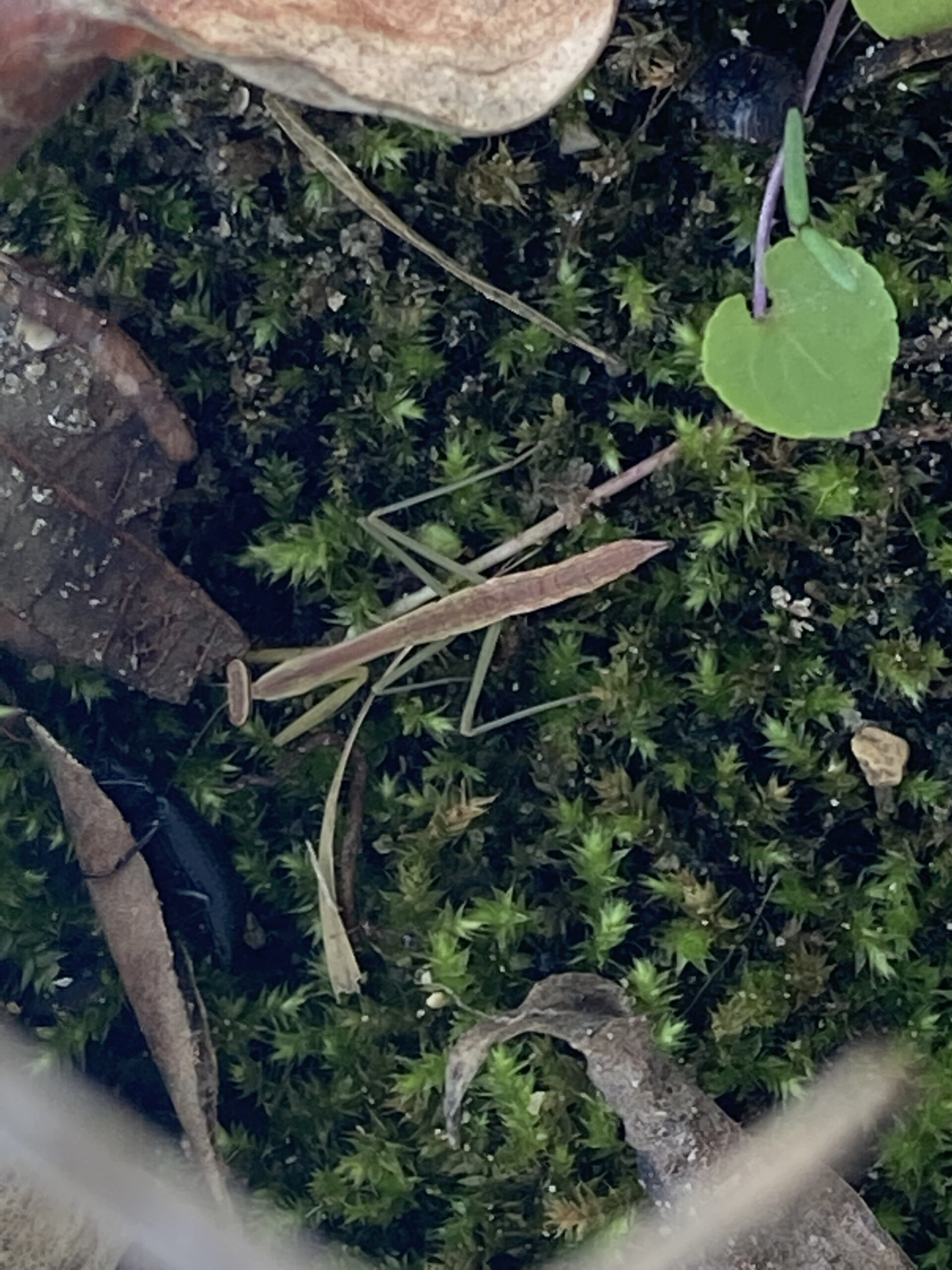Update: Manny the Praying Mantis has passed – Retired and Rolling